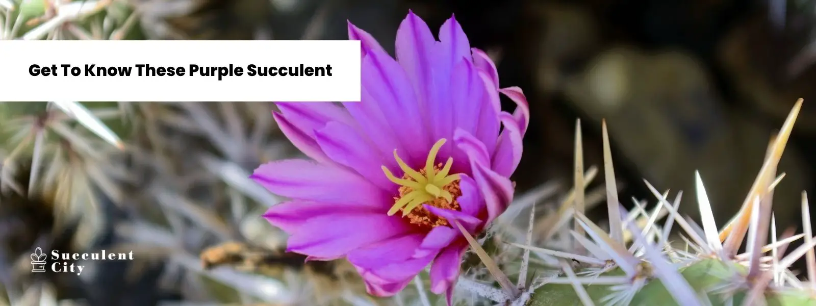 Descubre el increíble secreto de las suculentas moradas que cambiará tu ...