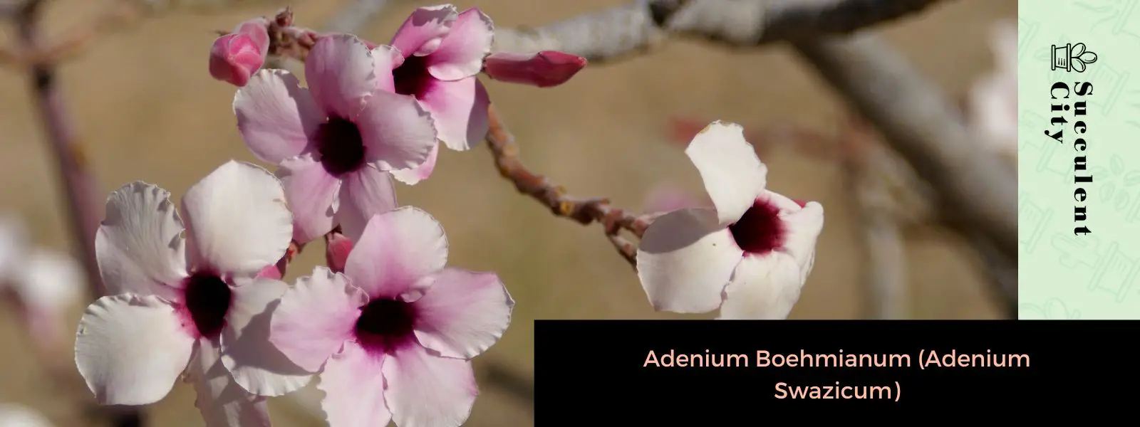 "¡Descubre todo sobre la espectacular Adenium boehmianum (Adenium ...
