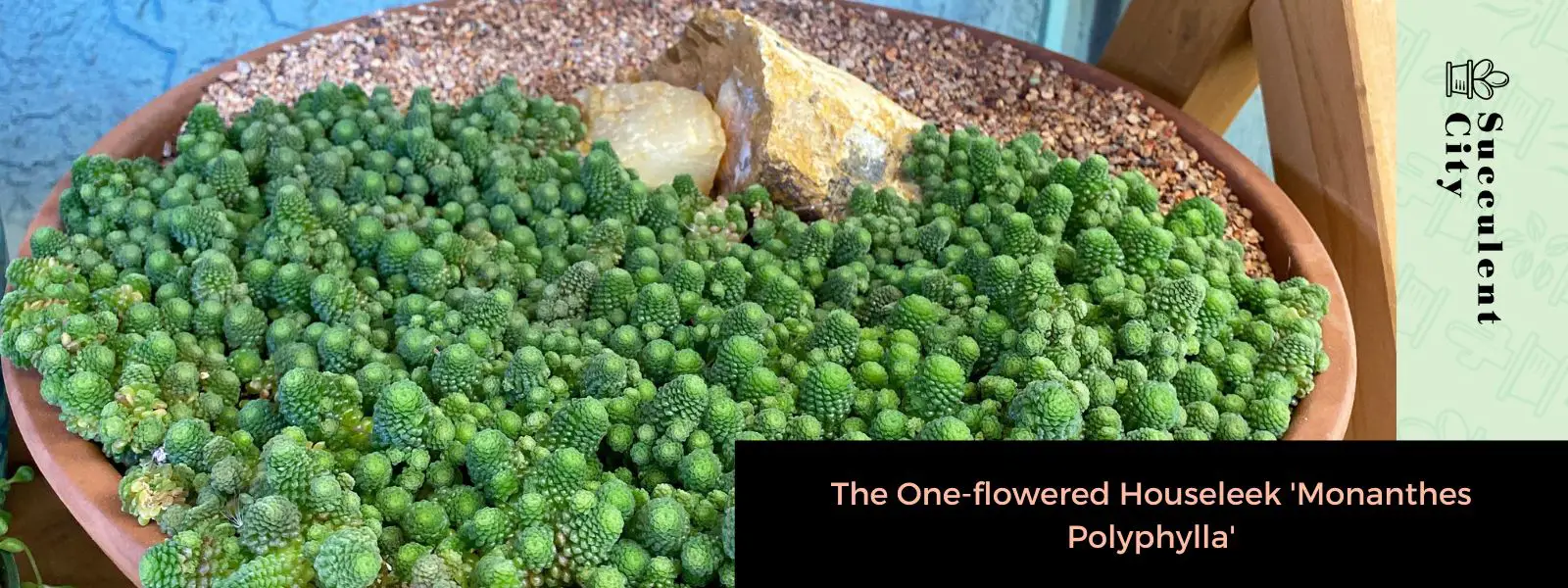 La planta más exótica y hermosa: Monanthes polifila - ¡Descubre sus ...