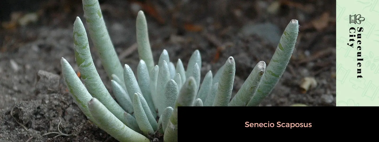 "Descubre el secreto de la planta Senecio Scaposus que te dejará sin aliento" ¡Prepárate para ...